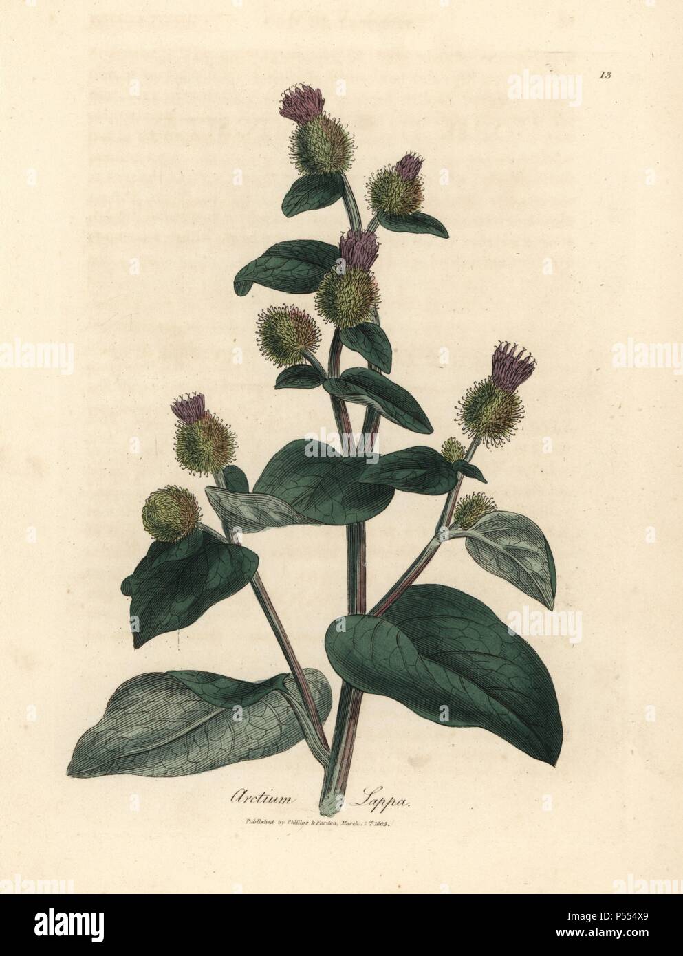 Burdock Botanical Drawing