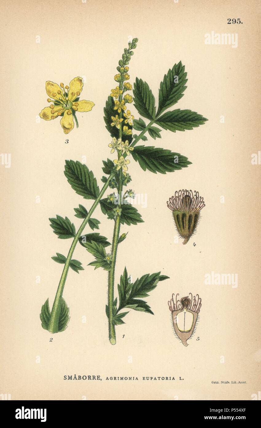 Agrimonia eupatoria botanical illustration hi-res stock photography and ...
