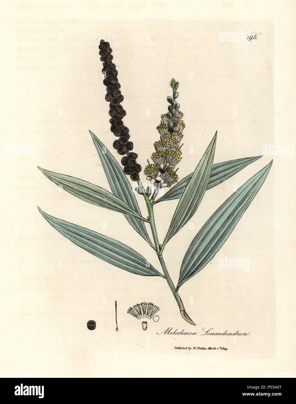 Yellow flowered cajeput tree, or aromatic melaleuca tree, Melaleuca ...