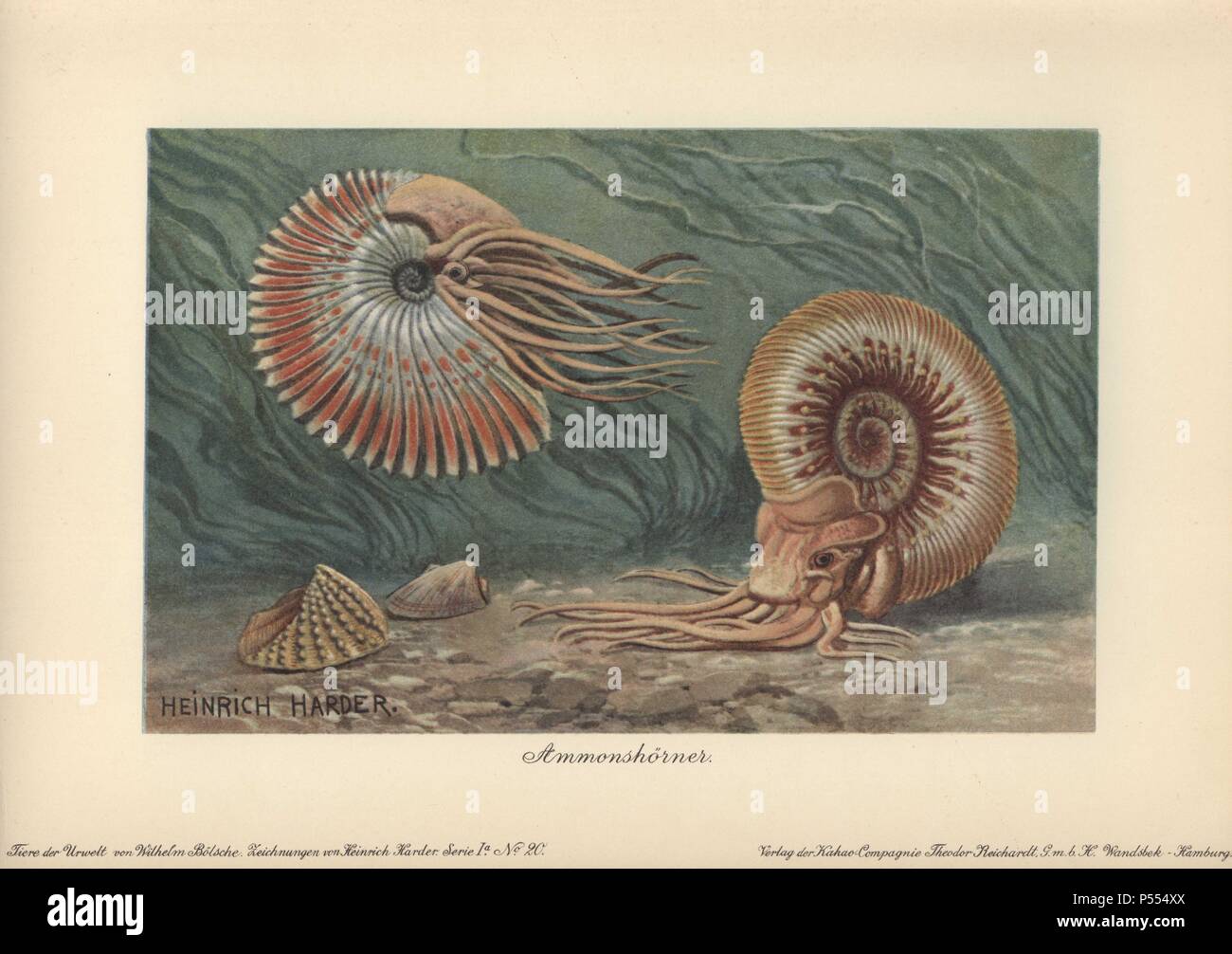 Ammonites (Ammonitida) are an extinct group of marine animals belonging ...