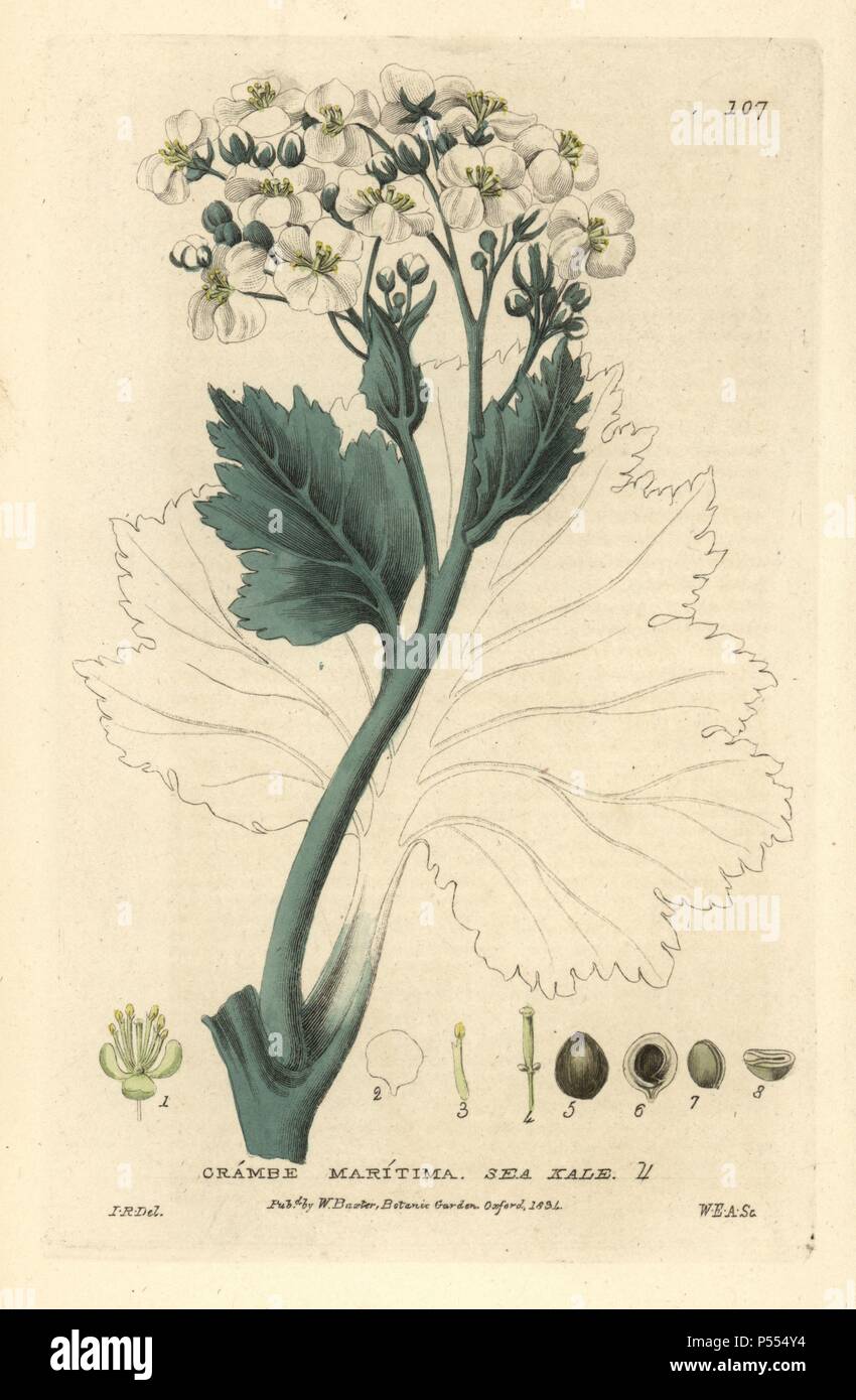 Sea kale, Crambe maritima. Handcoloured copperplate engraving by WE ...