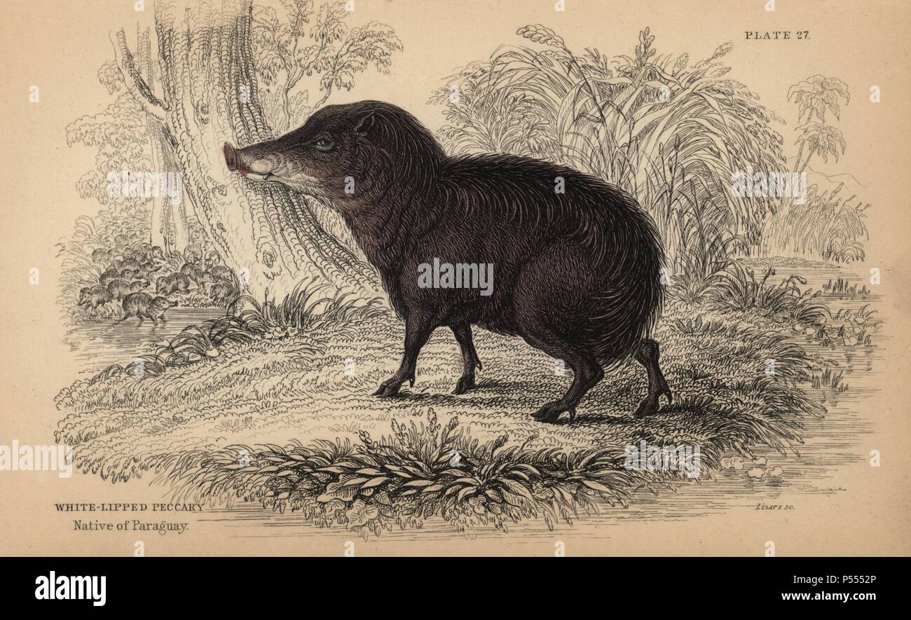 Peccary drawing hi-res stock photography and images - Alamy
