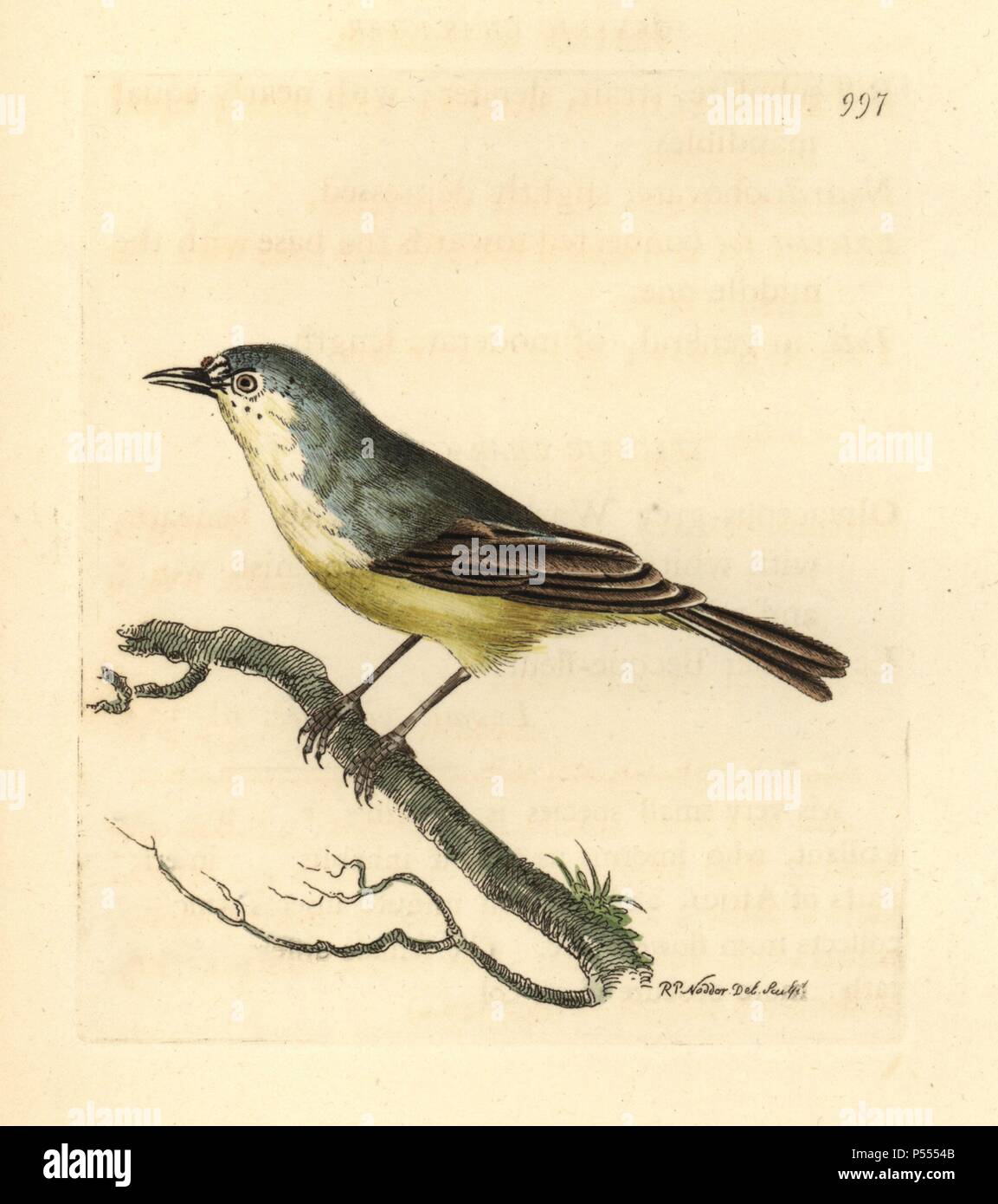 Cape Penduline-tit, Anthoscopus minutus. Illustration drawn and ...