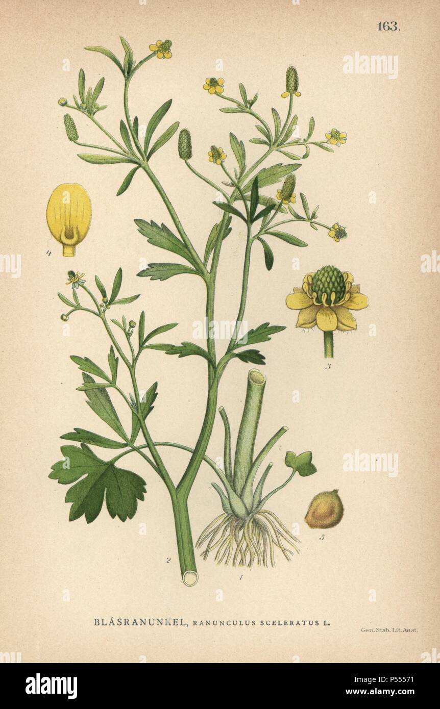 Cursed or celery-leaved buttercup, Ranunculus sceleratus ...