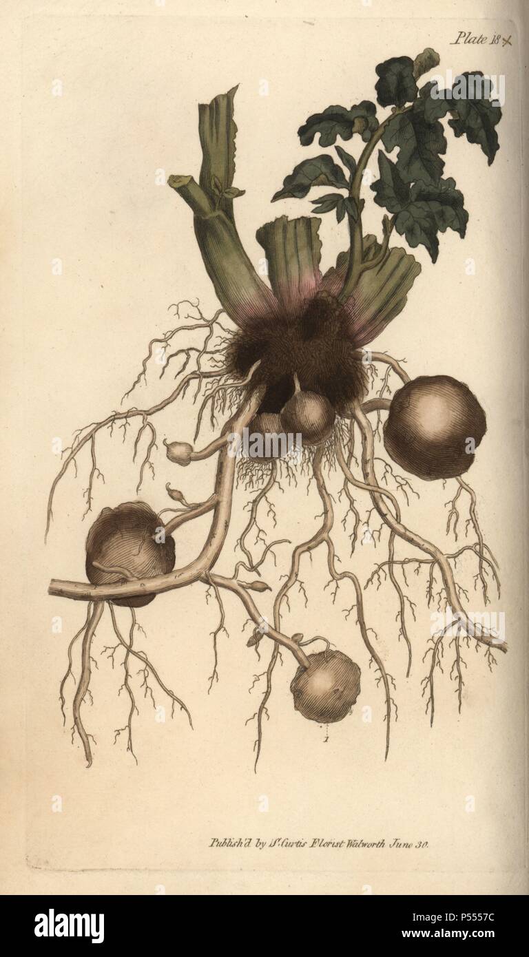 Roots and tubers of the potato plant Solanum tuberosum. Handcoloured ...