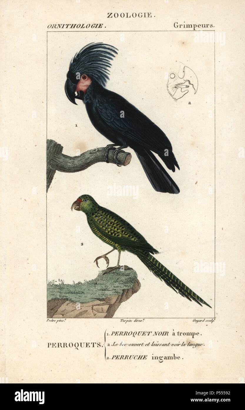 Palm or goliath cockatoo, Probosciger aterrimus, and eastern ground ...