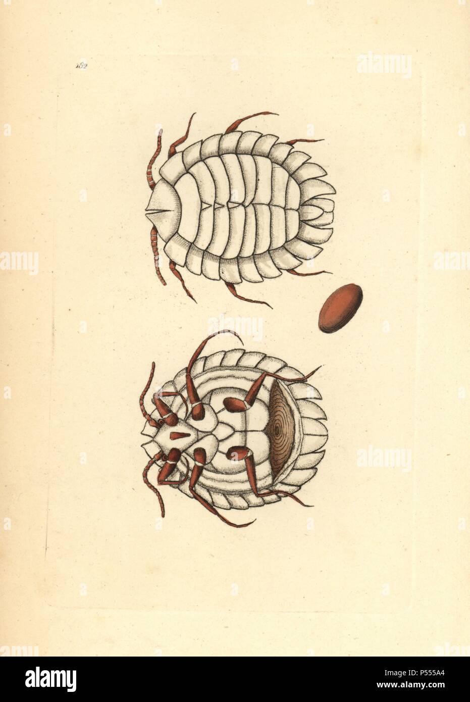 Alpine ensign scale, Arctorthezia cataphracta. Illustration unsigned ...