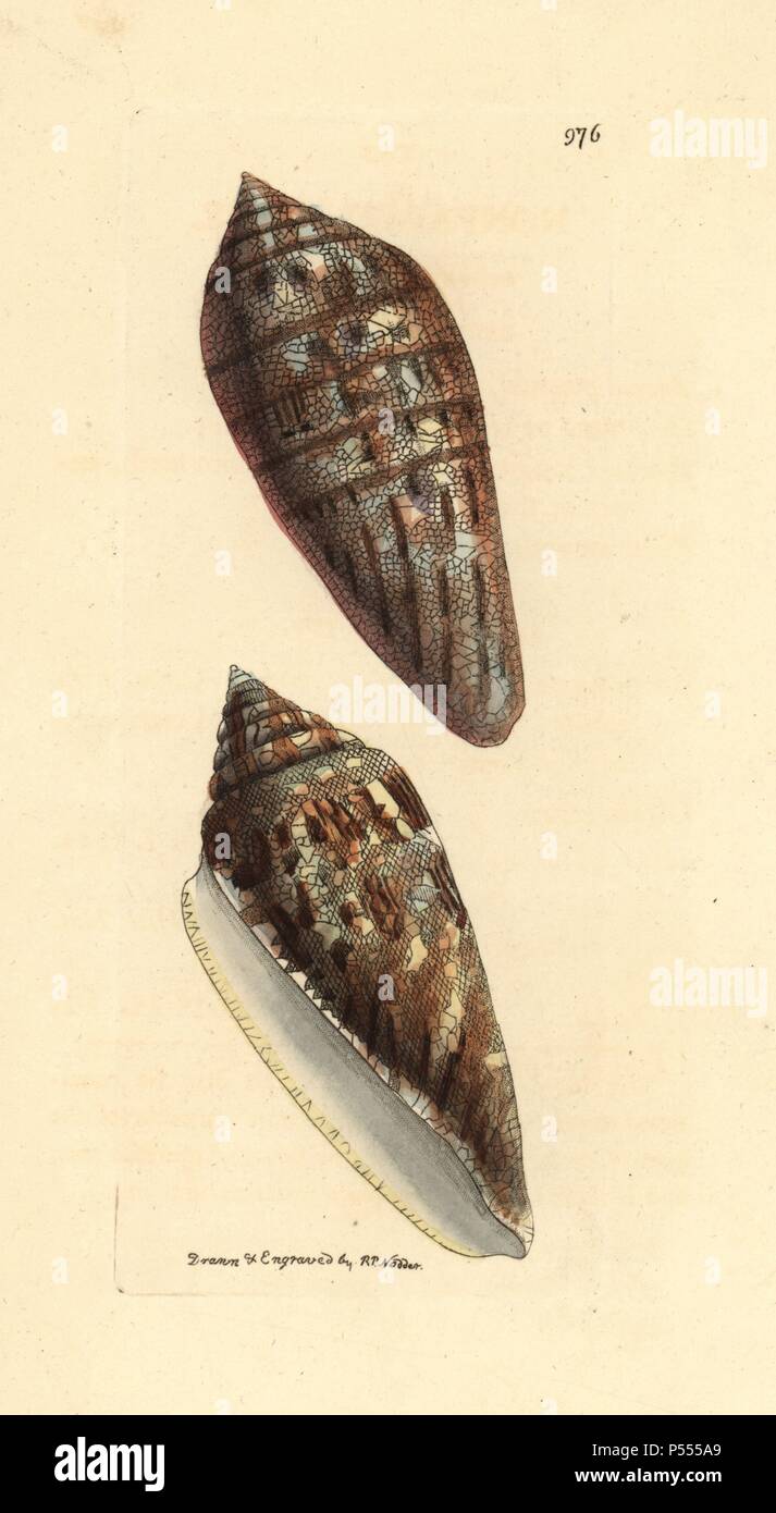 Microscopic sea creatures hi-res stock photography and images - Alamy