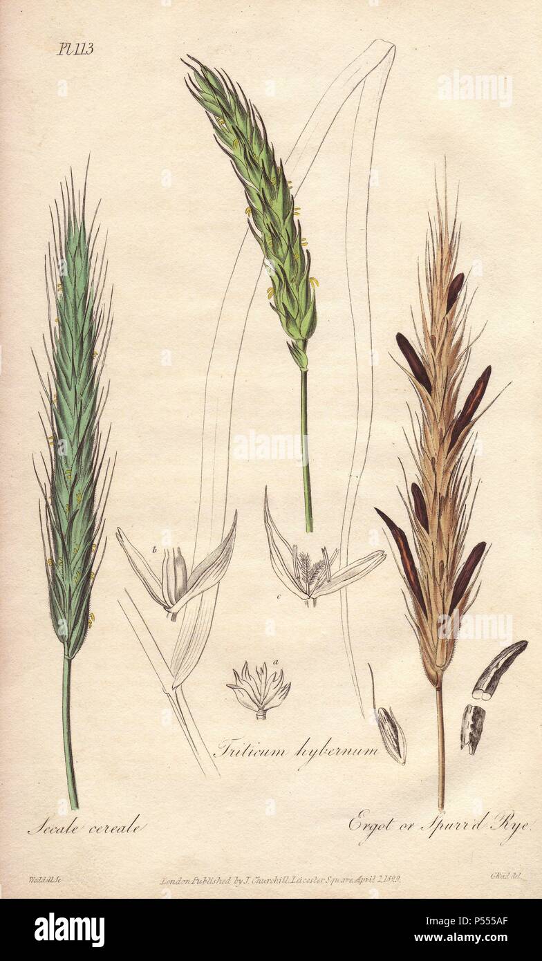 Botanical illustration of wheat hi-res stock photography and images - Alamy
