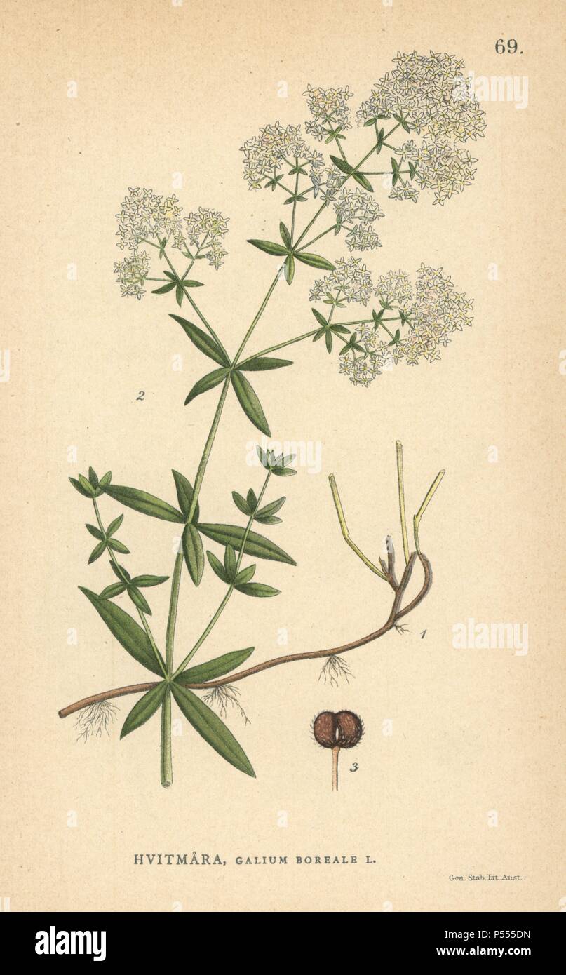 Northern bedstraw, Galium boreale. Chromolithograph from Carl Lindman's ...