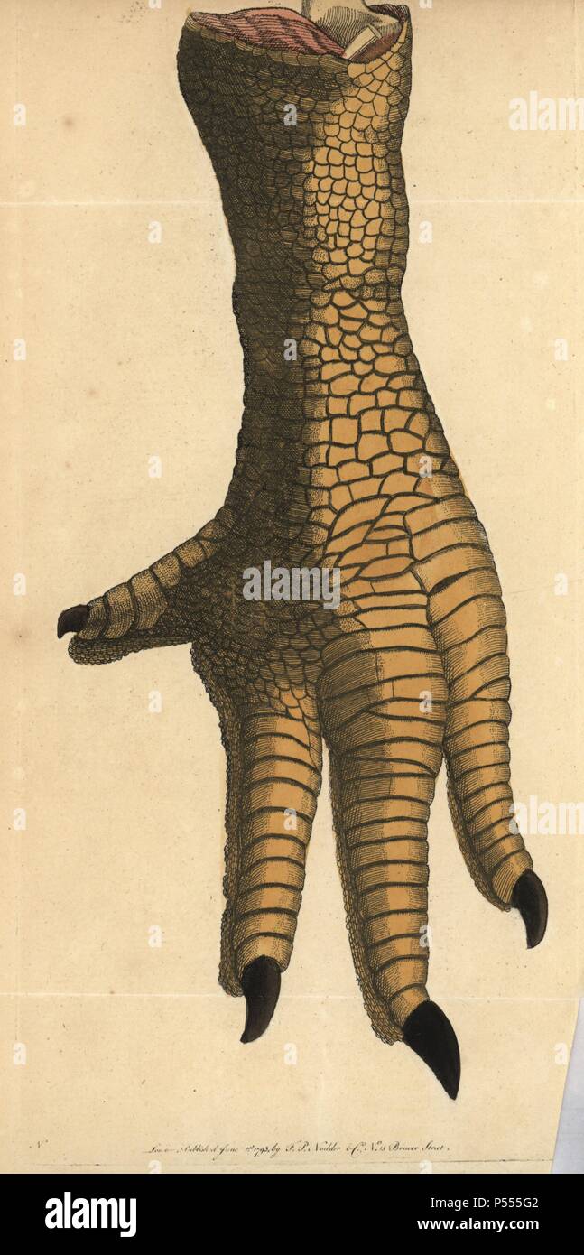 Leg of a dodo, Raphus cucullatus, Didus ineptus, extinct flightless ...