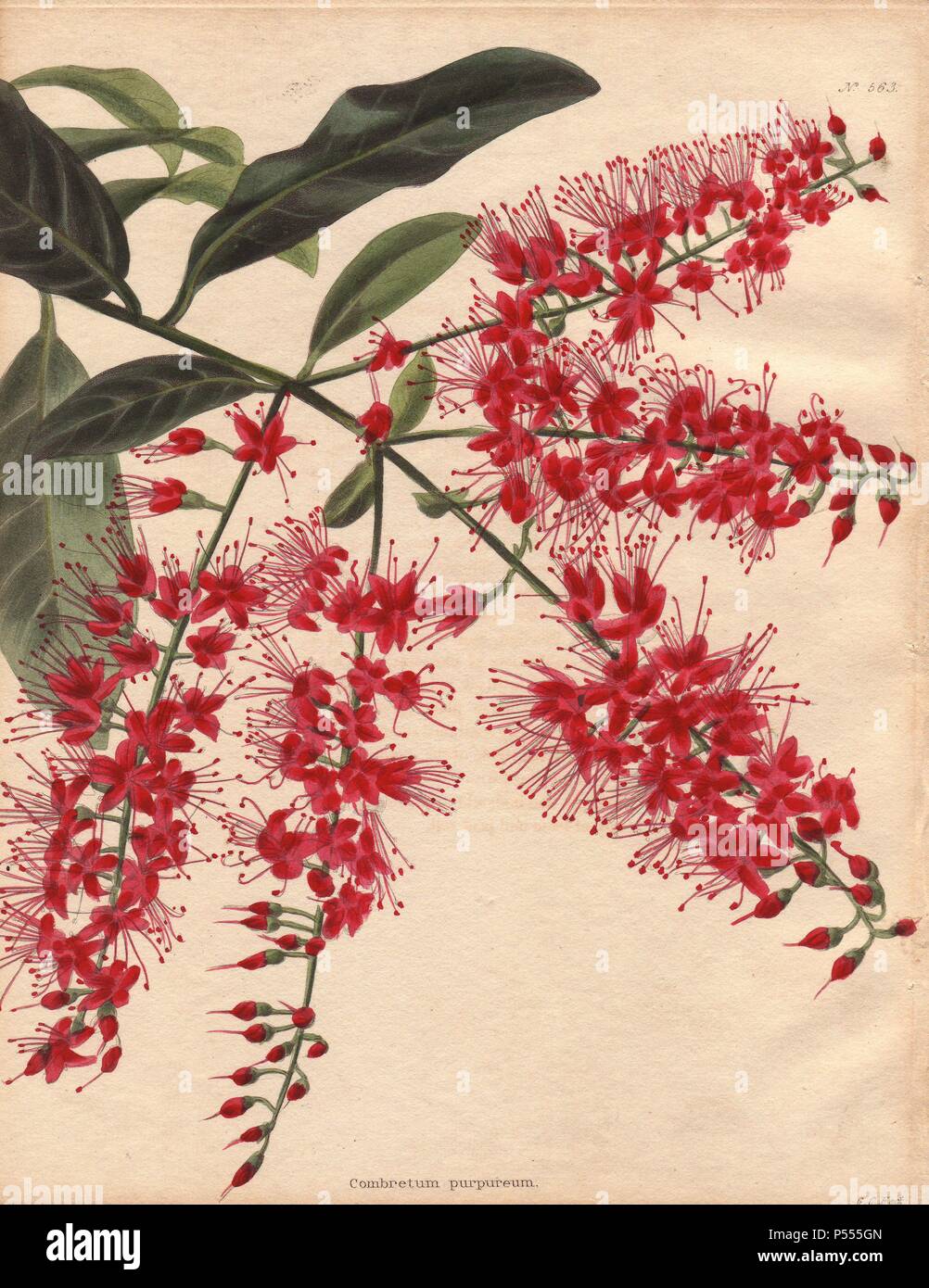 Victorian shrub hi-res stock photography and images - Alamy