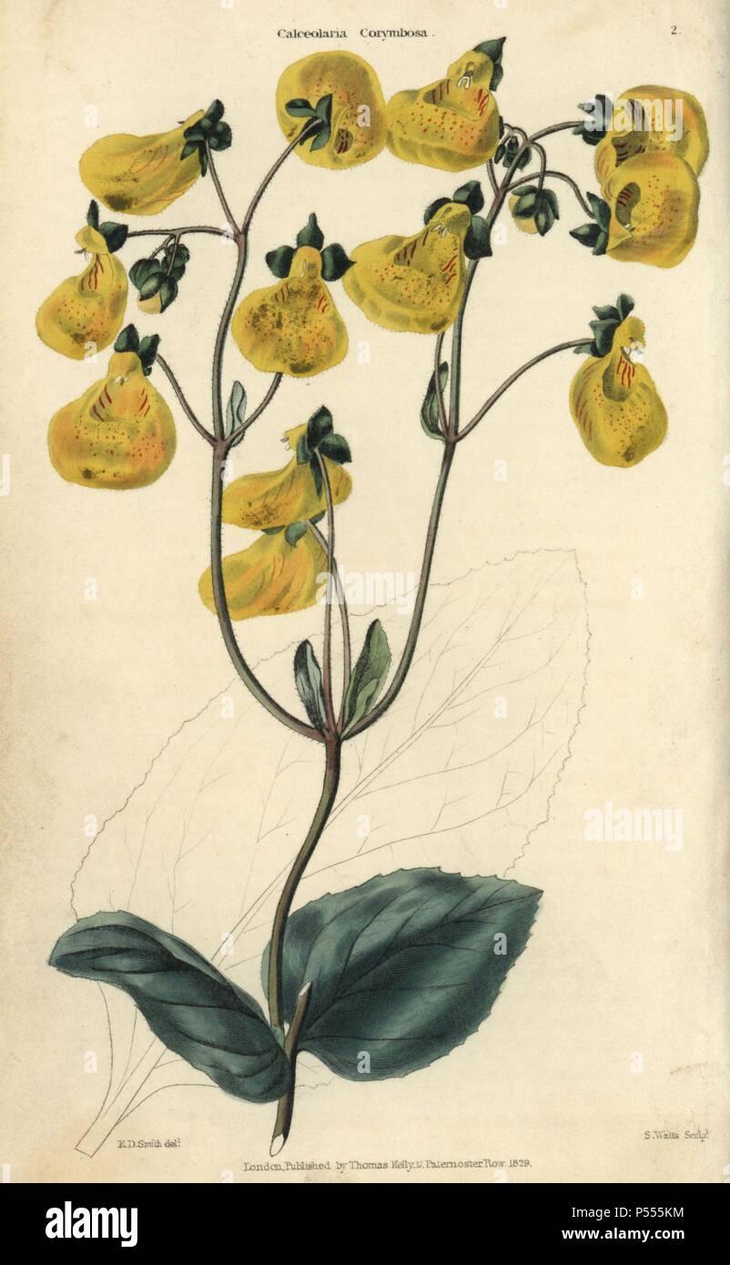 Yellow flowered Calceolaria corymbosa from Chile. Hand-colored ...