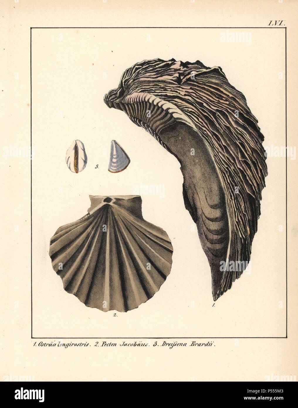 Fossil pecten hi-res stock photography and images - Alamy