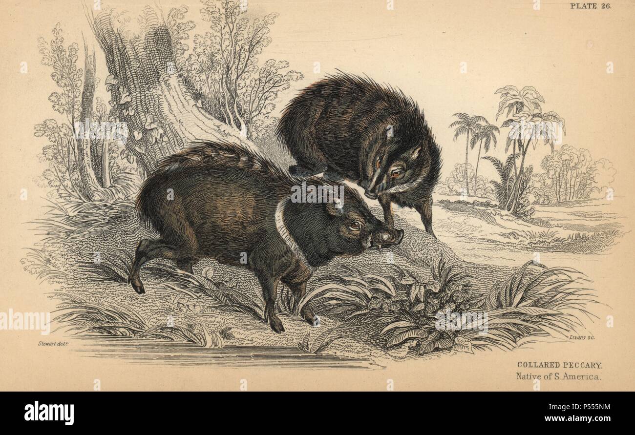 Collared peccary, Pecari tajacu, native of South America. Handcoloured ...