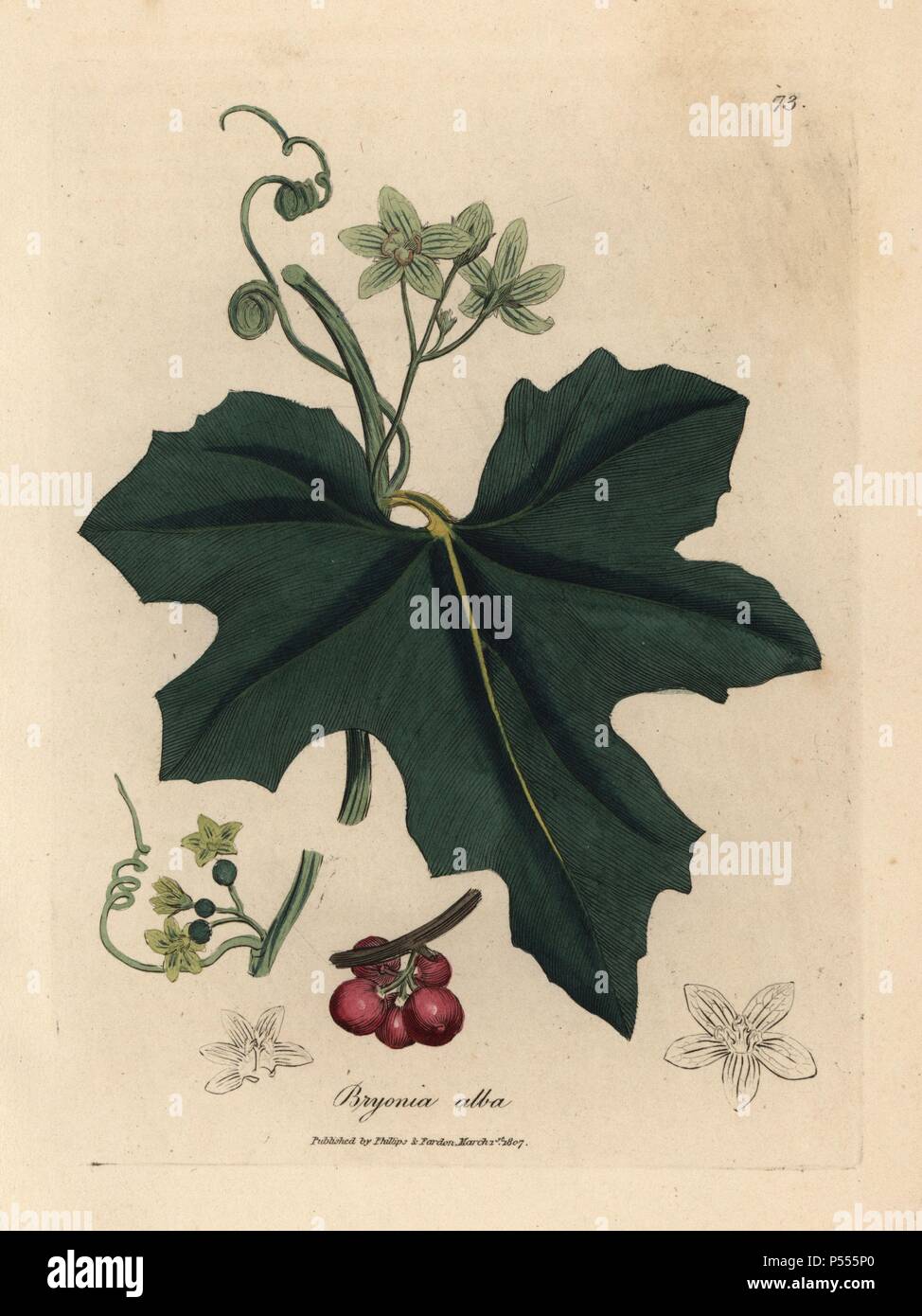 White flowered bryony with red berries, Bryonia alba. Handcolored ...