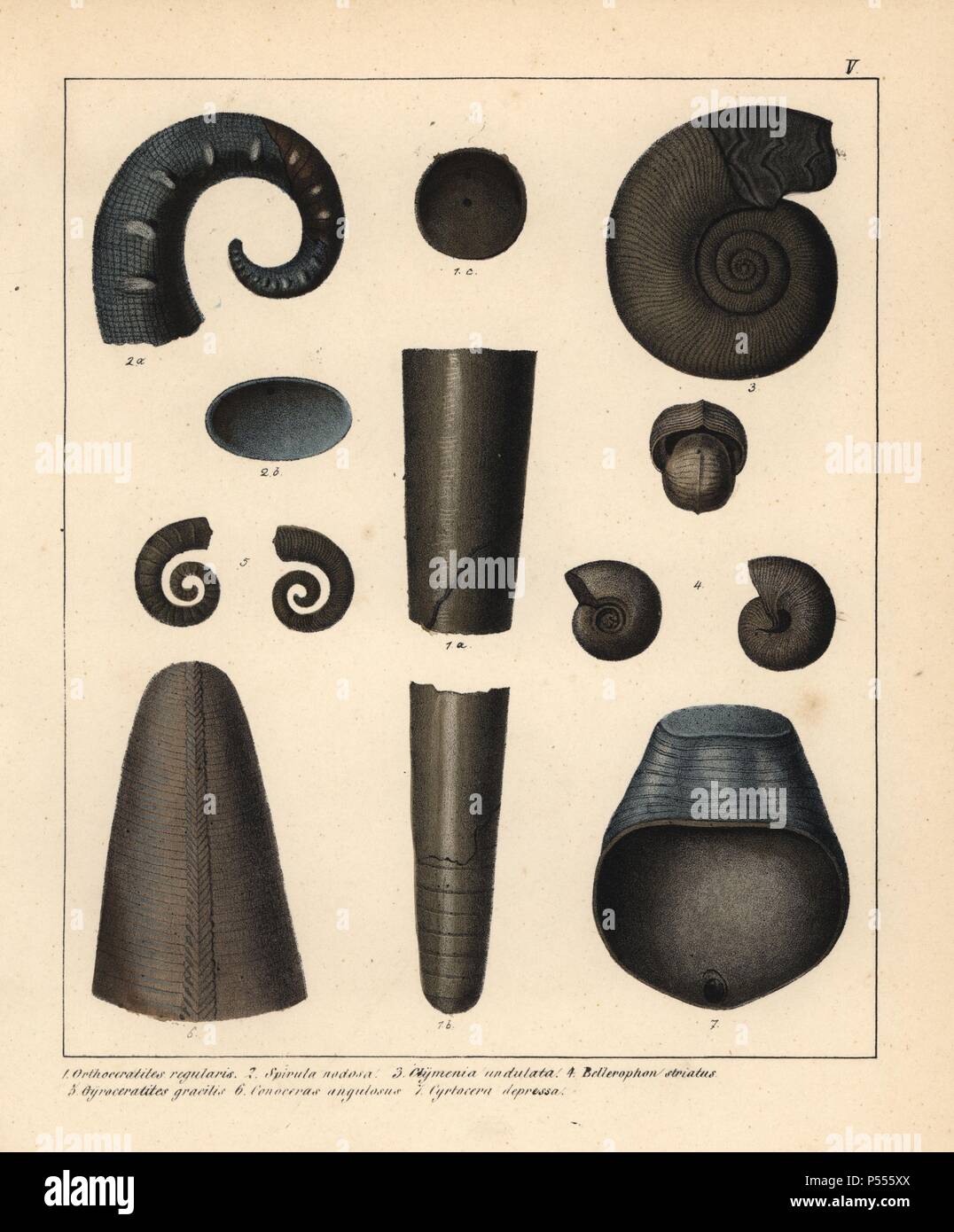 Fossils of extinct cephalopods and ammonoids: Orthoceratites regularis ...