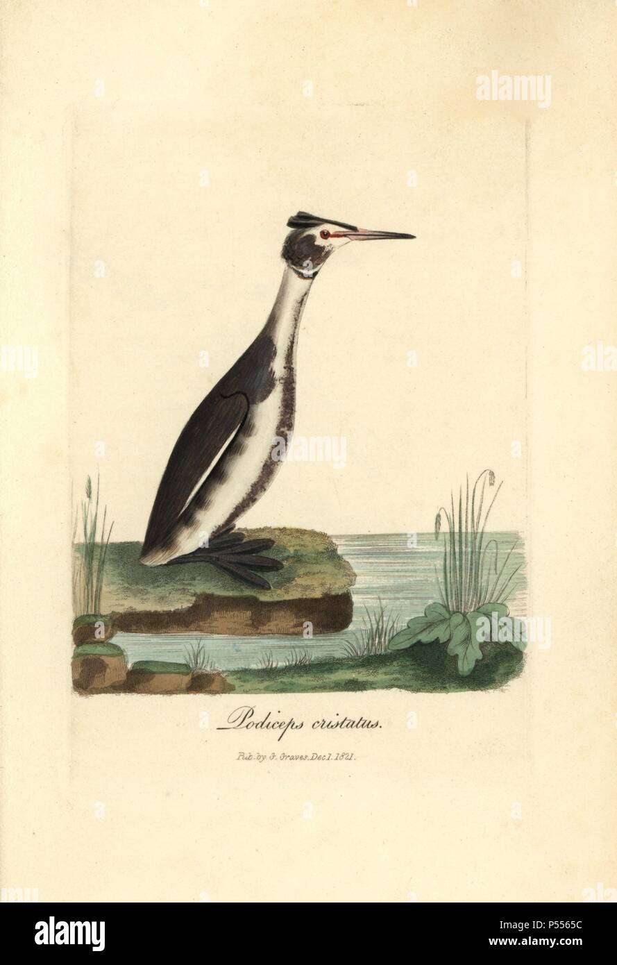Great crested grebe, Podiceps cristatus. Handcoloured copperplate drawn ...