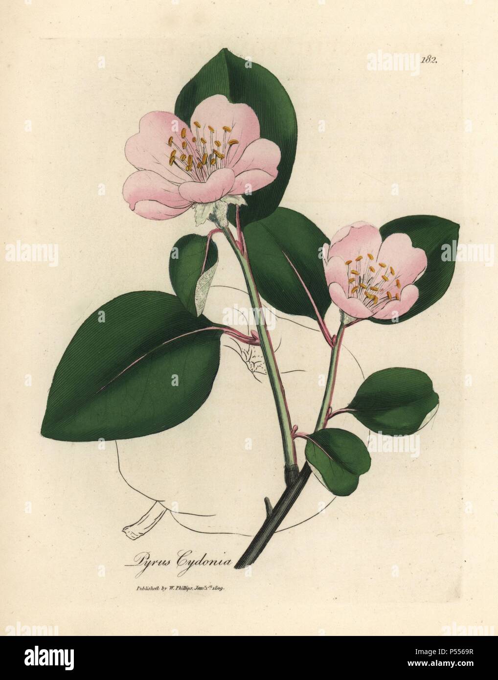 Pink flowered quince tree with outline of fruit, Pyrus cydonia ...