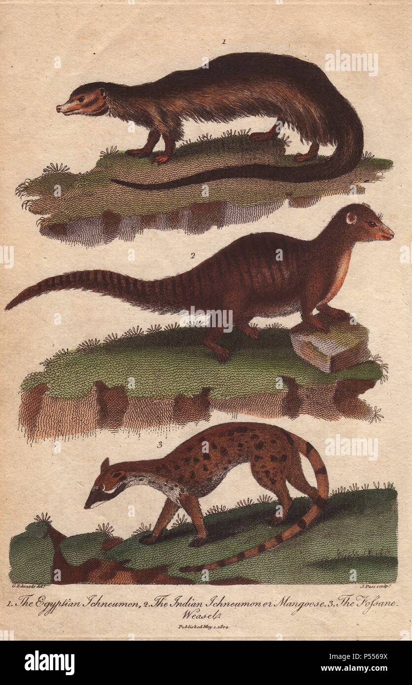 Egyptian ichneumon, Indian ichneumon or mongoose and fossane weasel ...