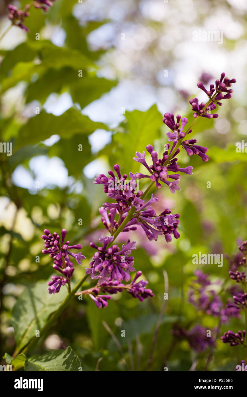 Pinnate venation hi-res stock photography and images - Alamy