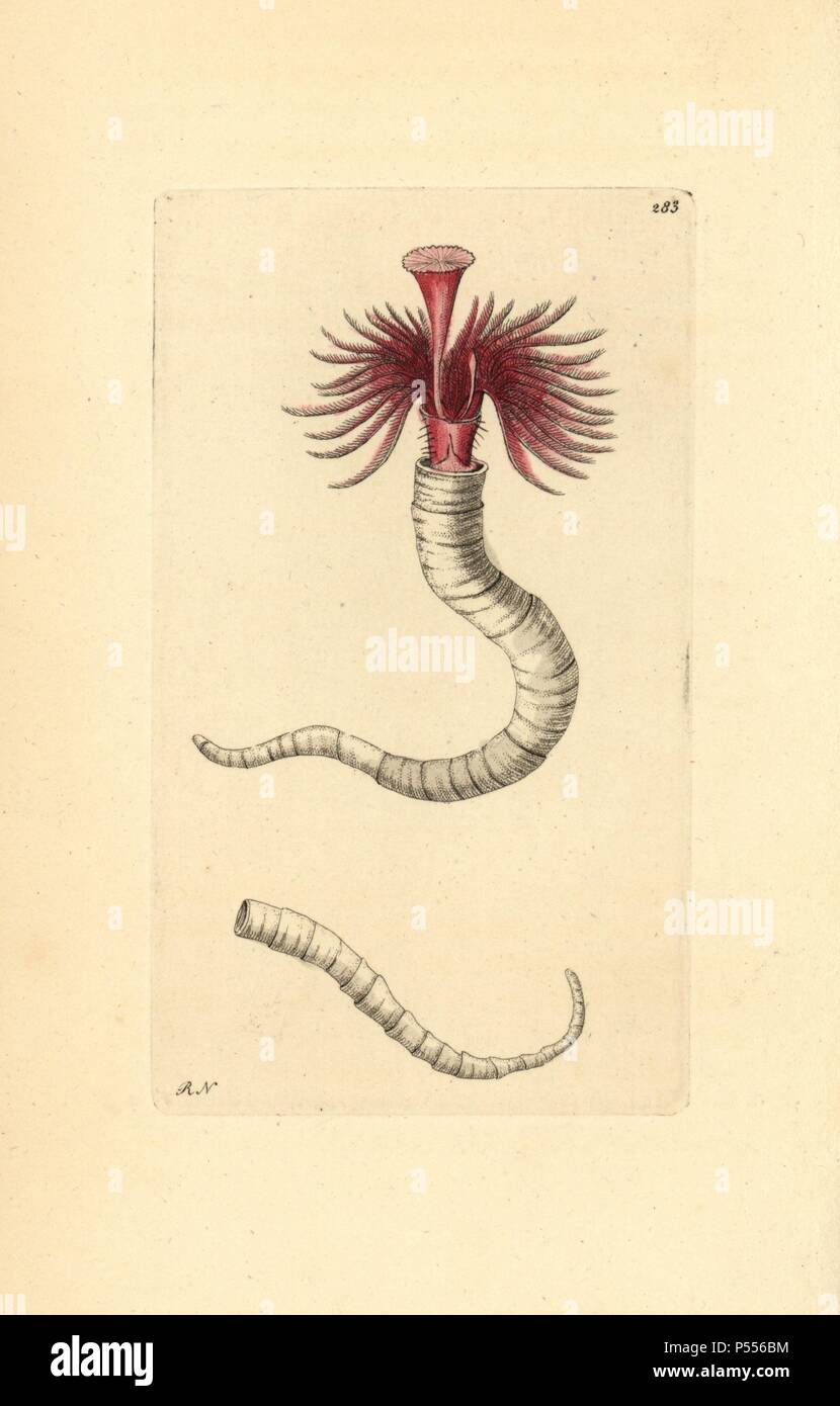 Plume worm, Serpula vermicularis. Illustration signed RN (Richard ...