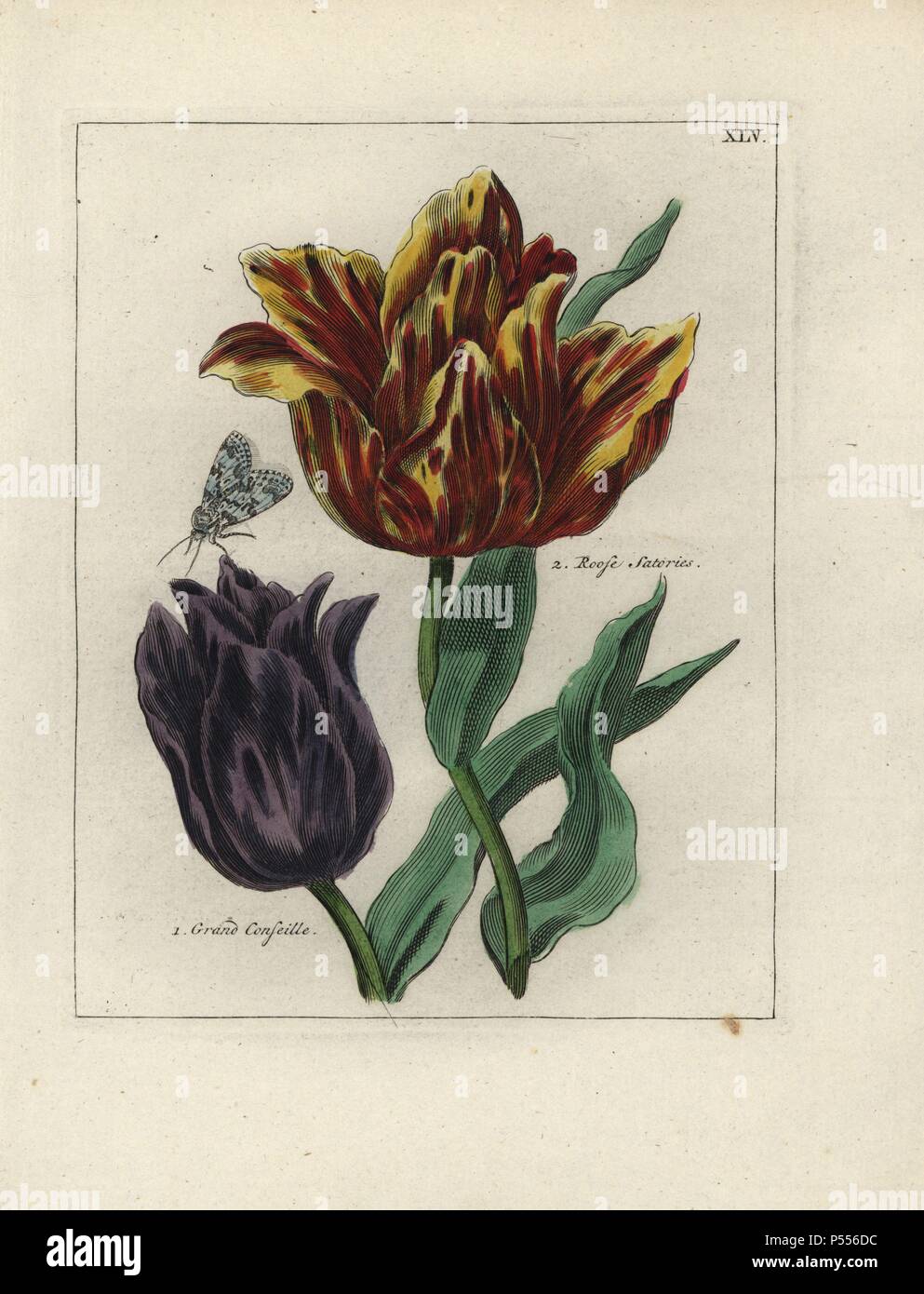 Tulip varieties, Grand Conseille and Roose Satories, Tulipa gesneriana ...