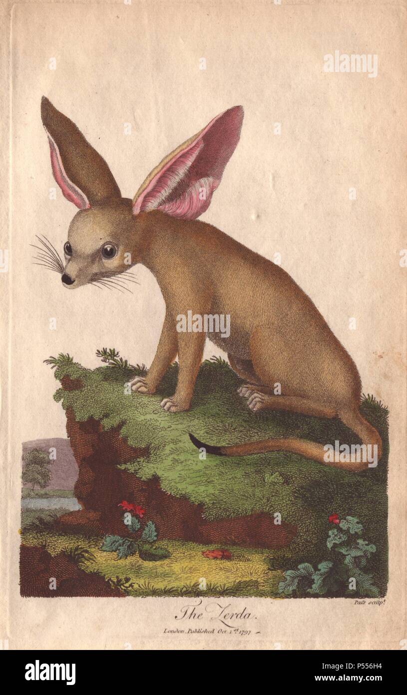 Illustrations fox hi-res stock photography and images - Alamy