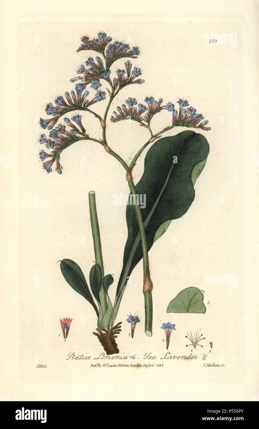 Statice Flower Drawing