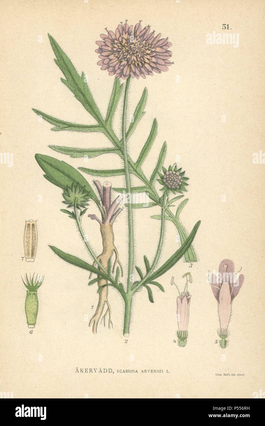 Field scabious, Scabiosa arvensis. Chromolithograph from Carl Lindman's ...