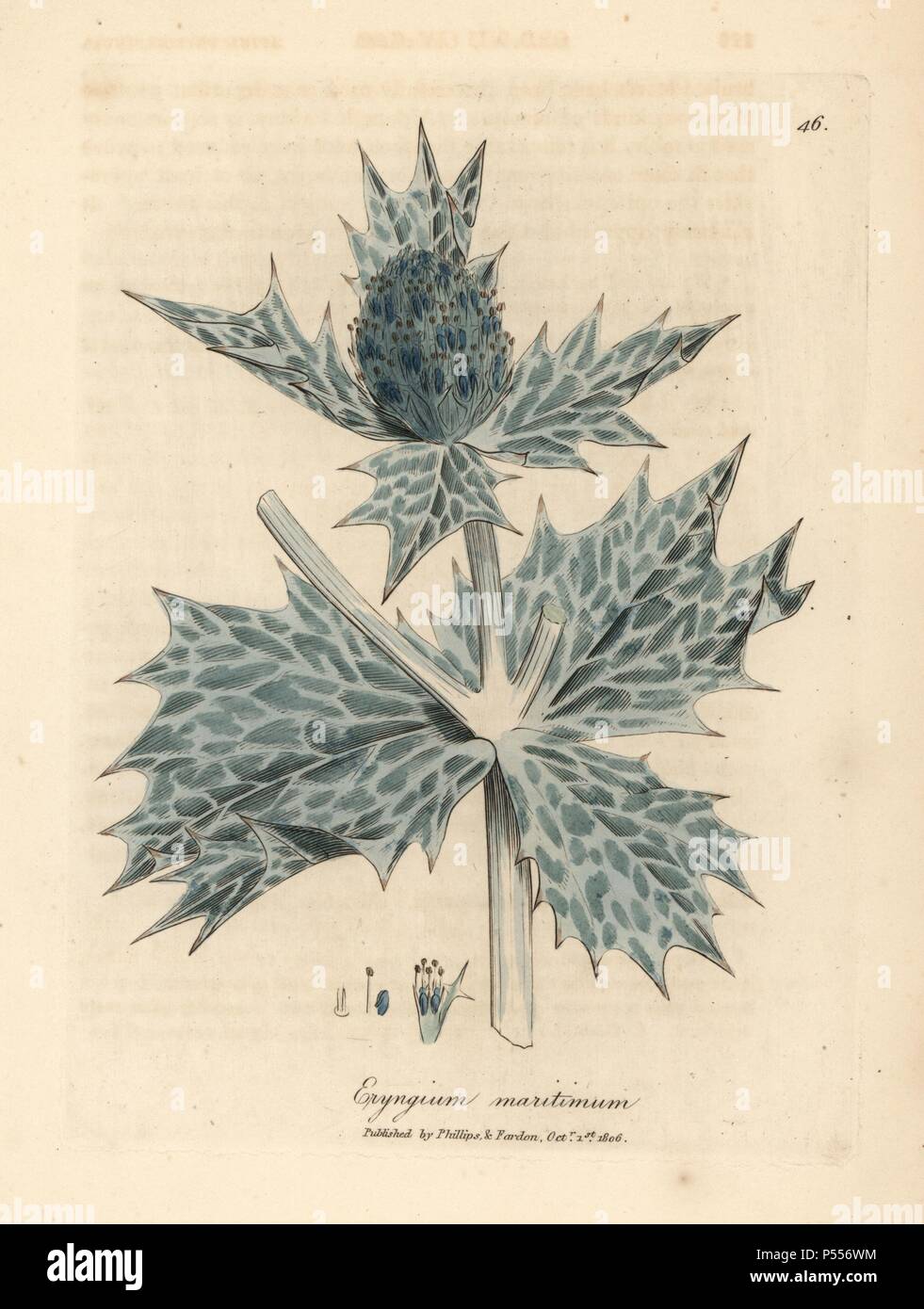 Botanical illustration eryngium hi-res stock photography and images - Alamy