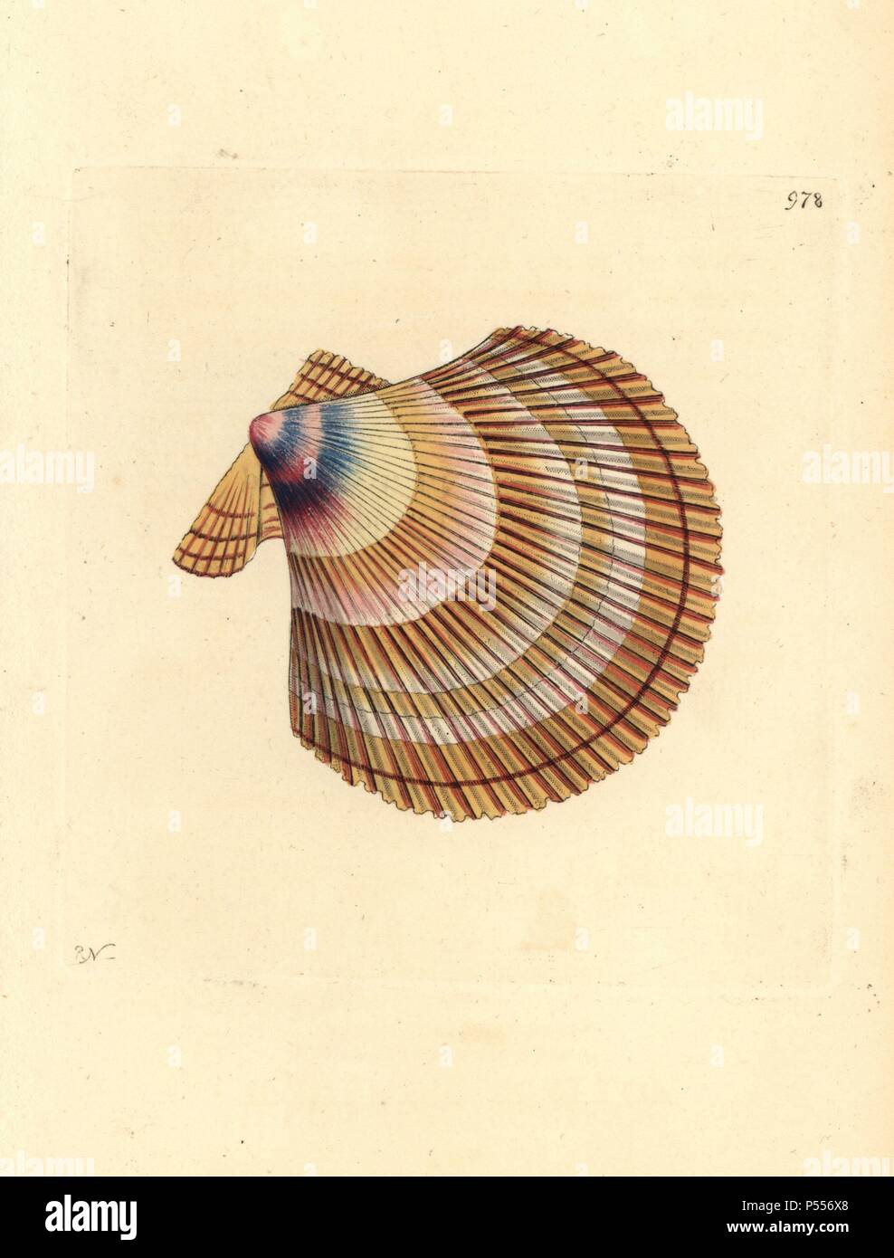 Icelandic scallop, Chlamys islandica. Illustration drawn and engraved ...