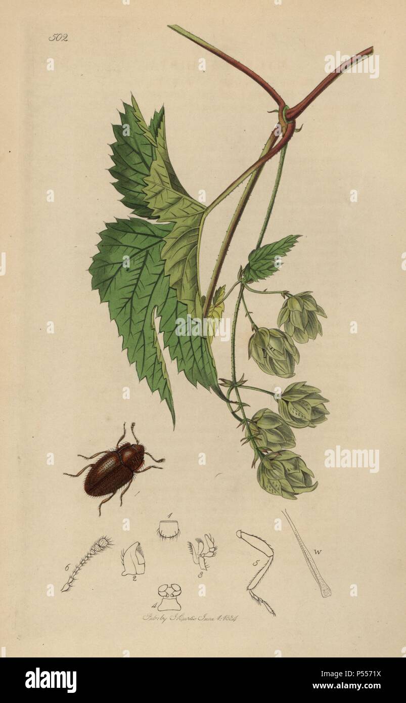 Cellar beetle hi-res stock photography and images - Alamy