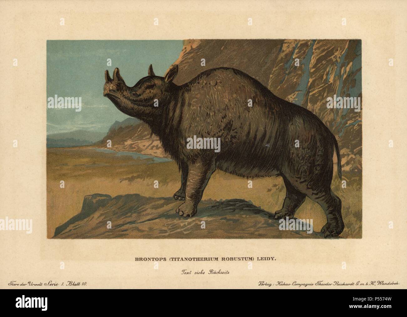 Brontops robustus, extinct genus of rhinoceros-like perissodactyl ...