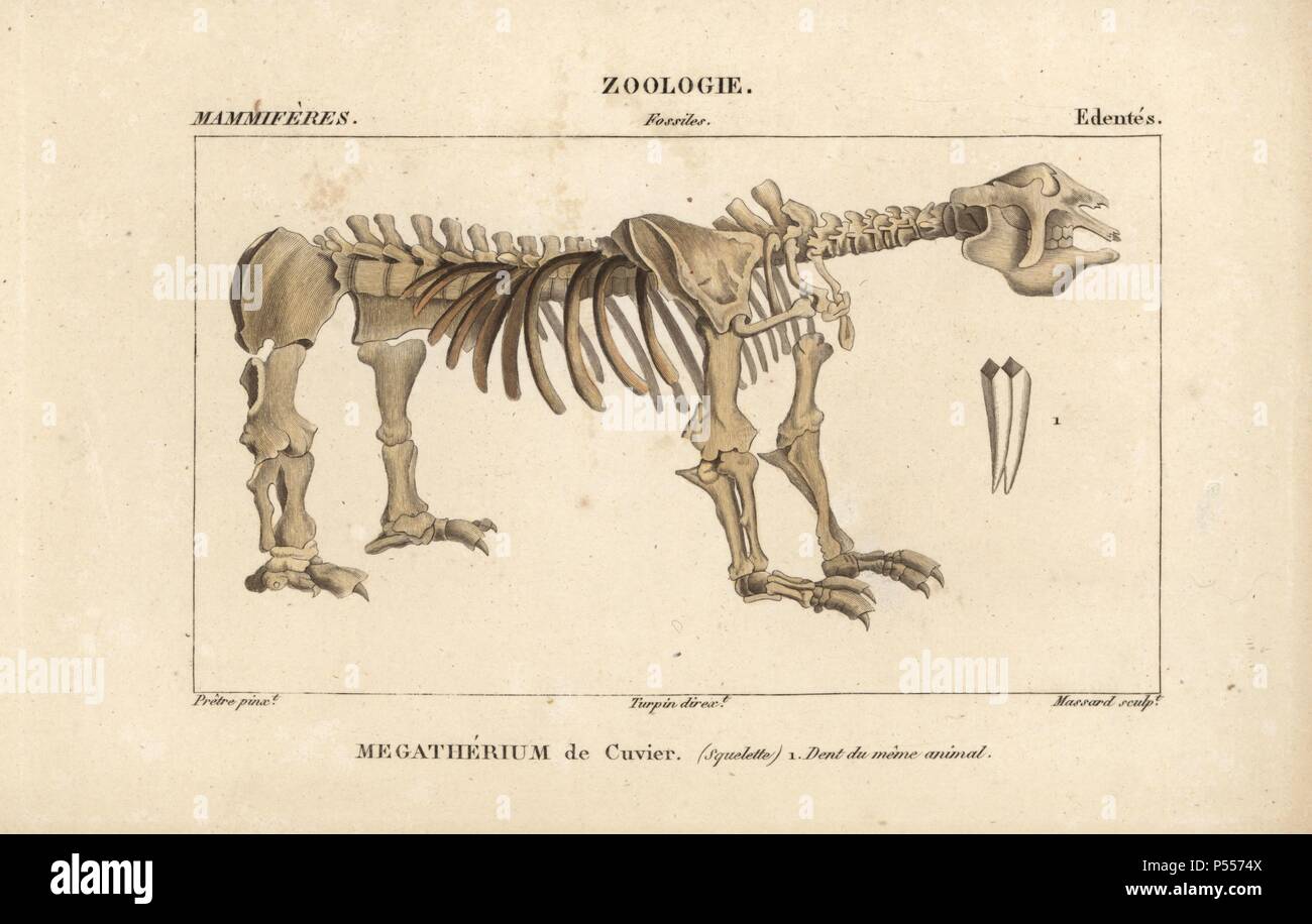 Fossil skeleton of a Great Beast, Megatherium, an extinct elephant ...