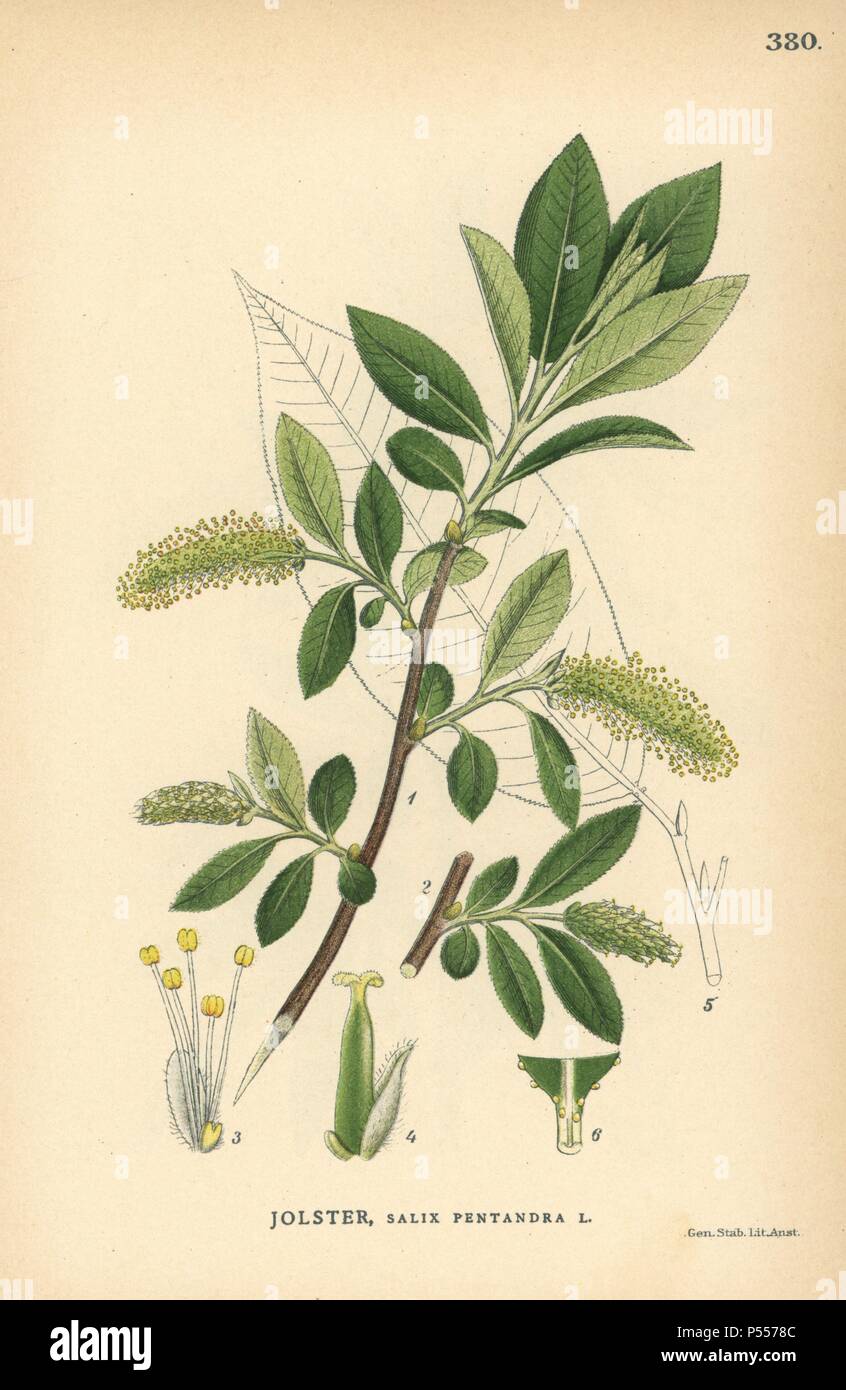 Bay willow tree, Salix pentandra. Chromolithograph from Carl Lindman's ...
