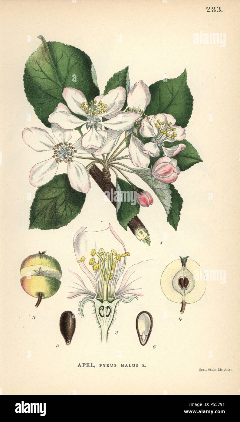 Apple, Pyrus malus, with blossom, fruit, seed and branch ...