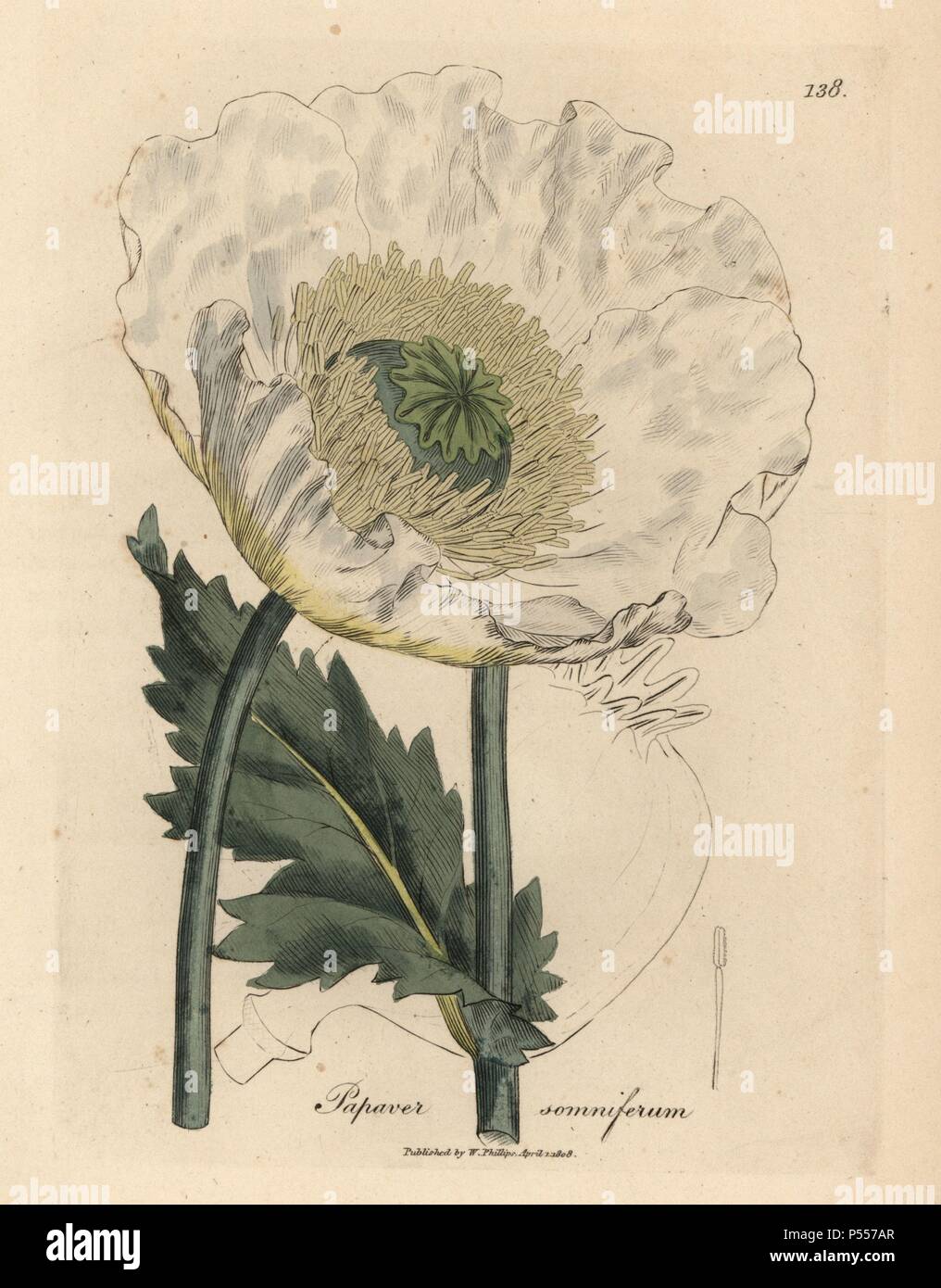 500 plants hi-res stock photography and images - Alamy