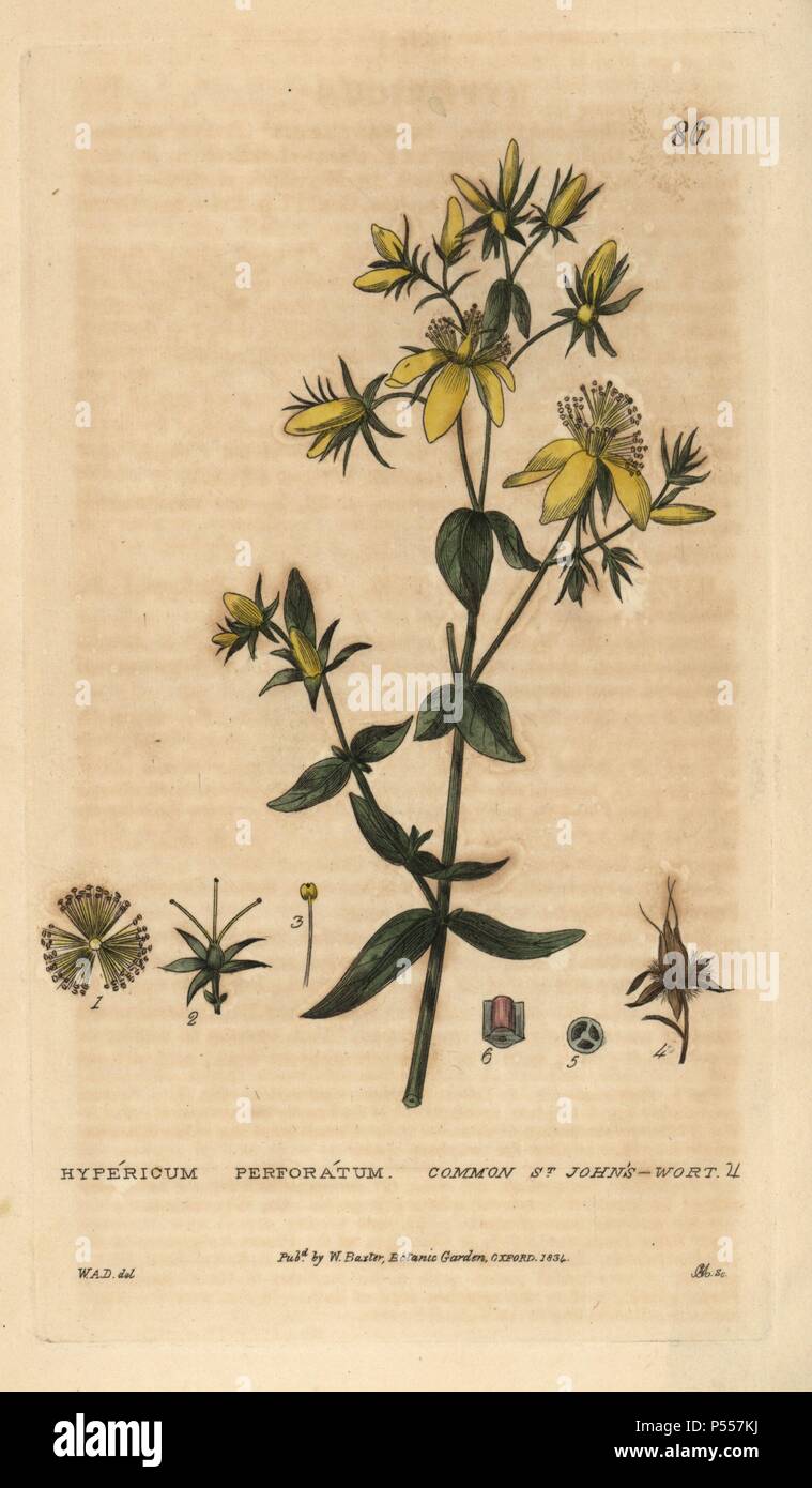 Common St. John's Wort, Hypericum perforatum. Handcoloured copperplate ...