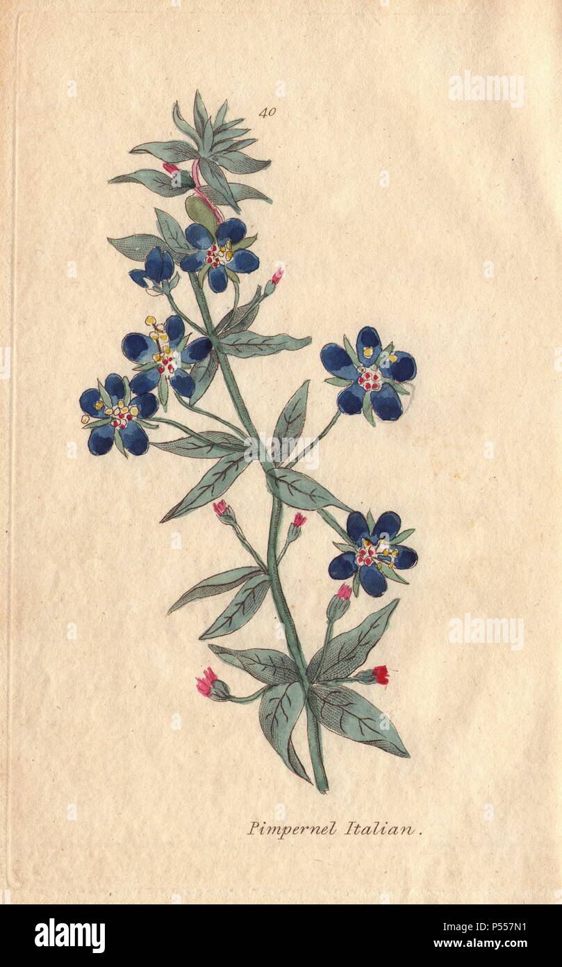 Monellis hi-res stock photography and images - Alamy