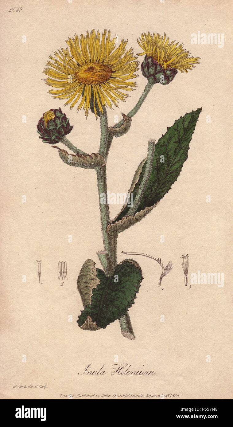 Inula helenium botanical illustration hi-res stock photography and ...