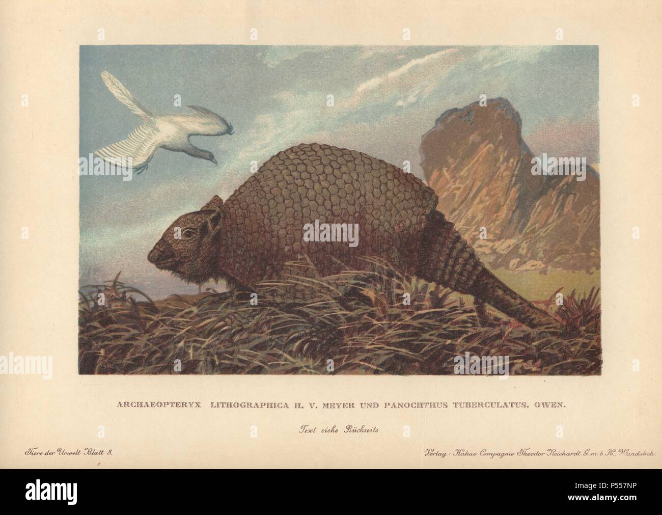 Panochthus tuberculatus, an extinct type of glyptodont, native to ...