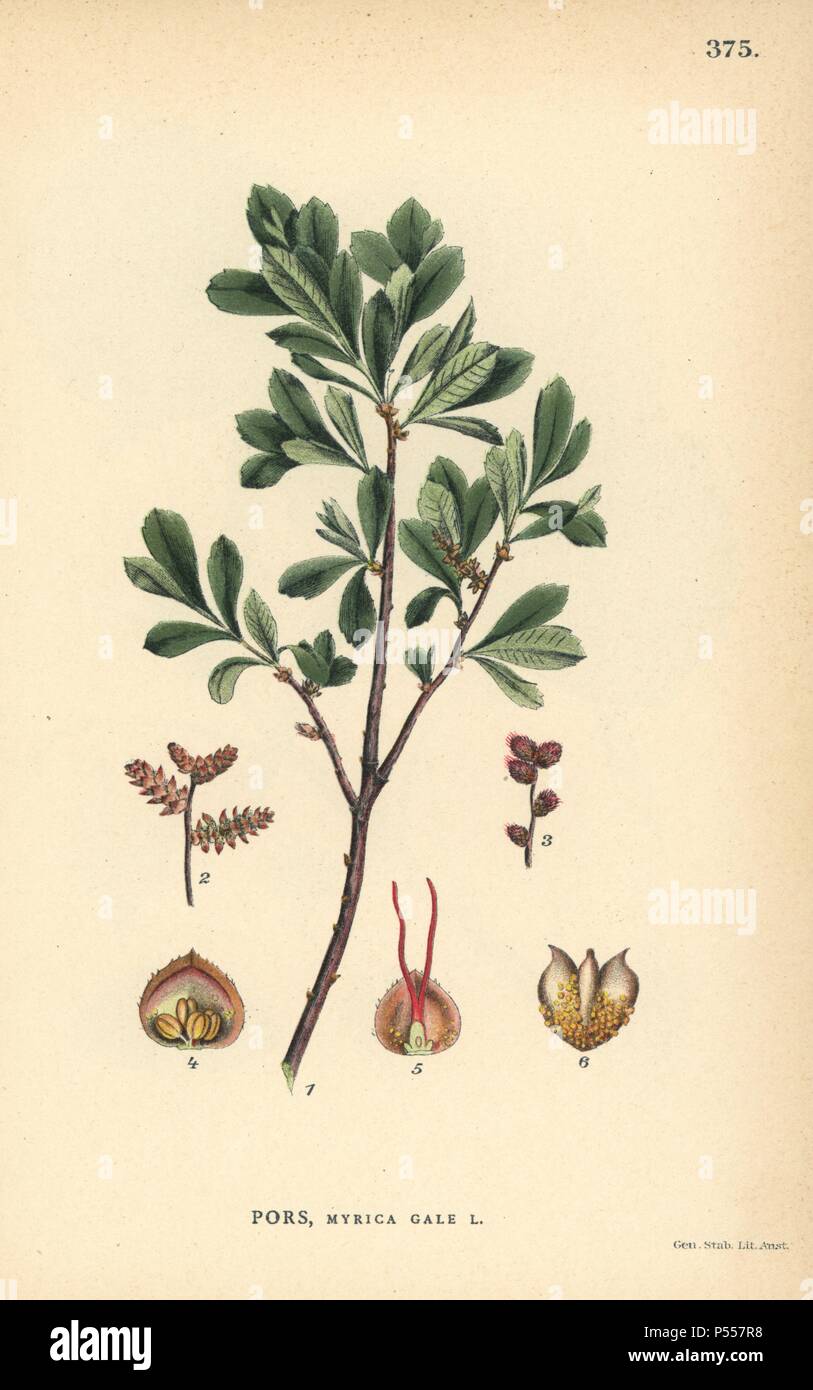 Bog myrtle or sweet gale, Myrica gale. Chromolithograph from Carl ...