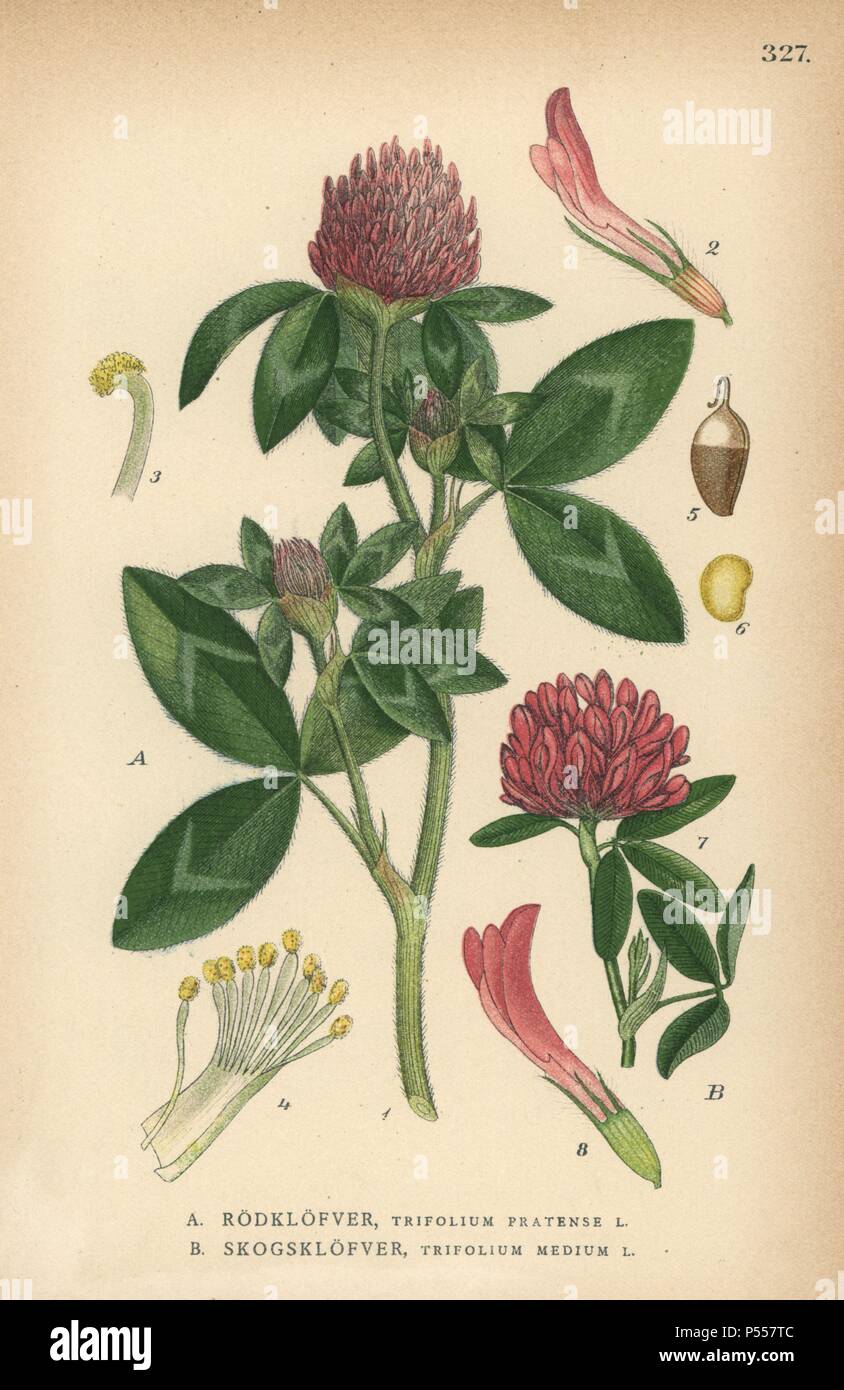 Swedish clover hi-res stock photography and images - Alamy