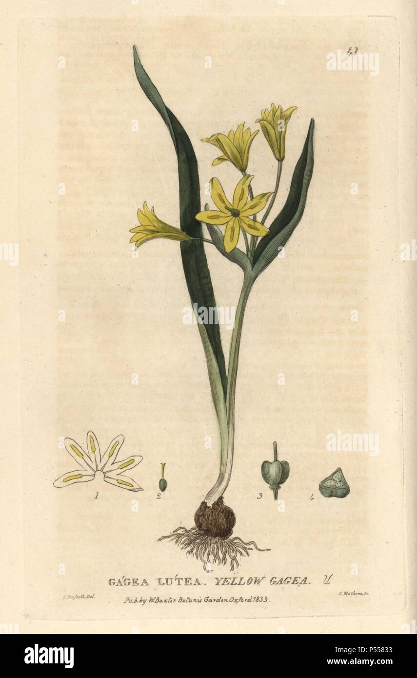 Yellow gagea, Star of Bethlehem, Gagea lutea. Handcoloured copperplate ...