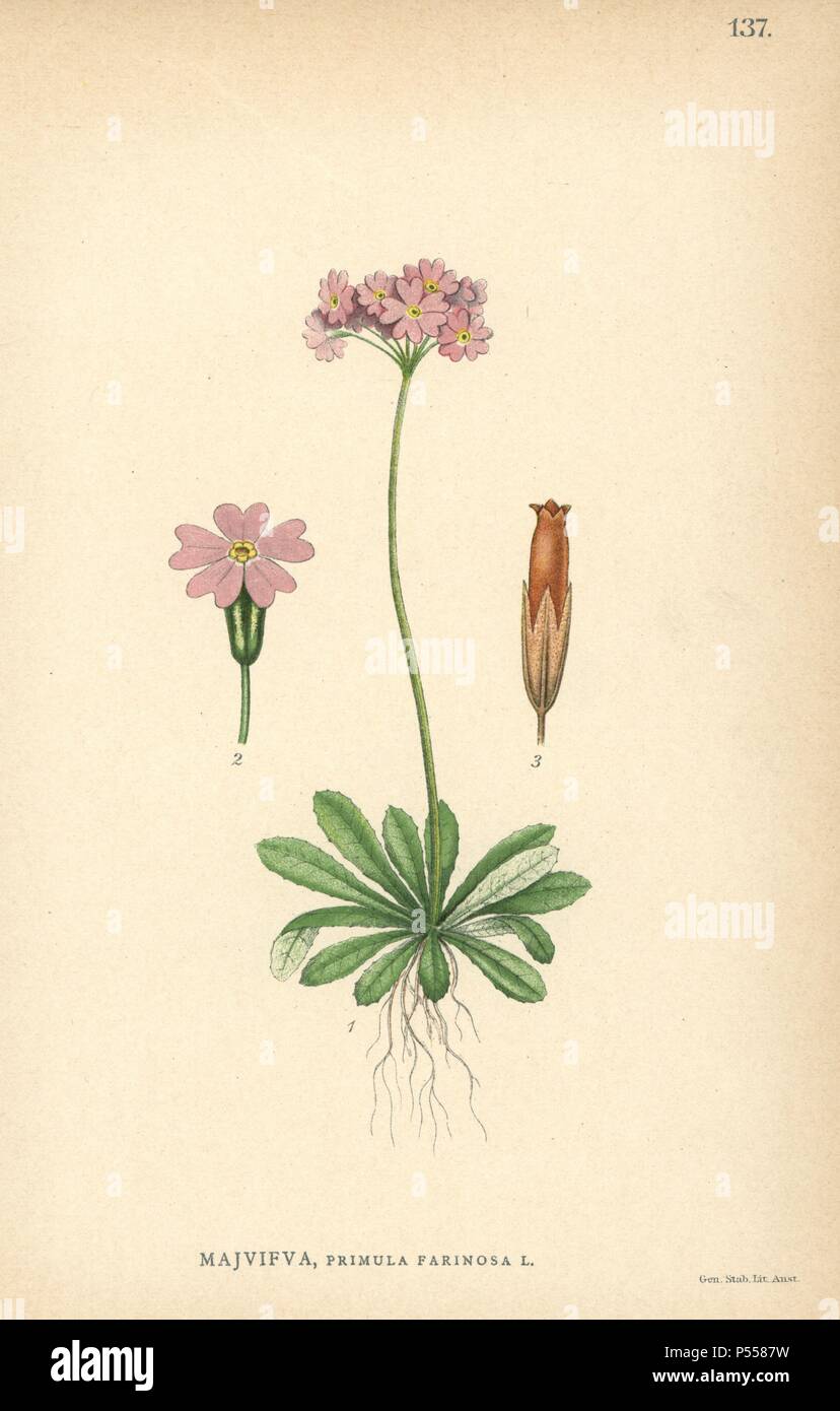 Bird's eye primrose, Primula farinosa. Chromolithograph from Carl ...