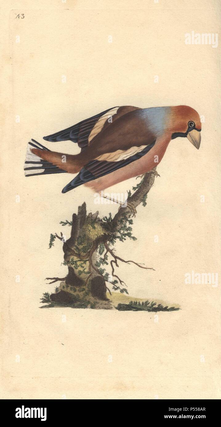 Copper birds hi-res stock photography and images - Alamy