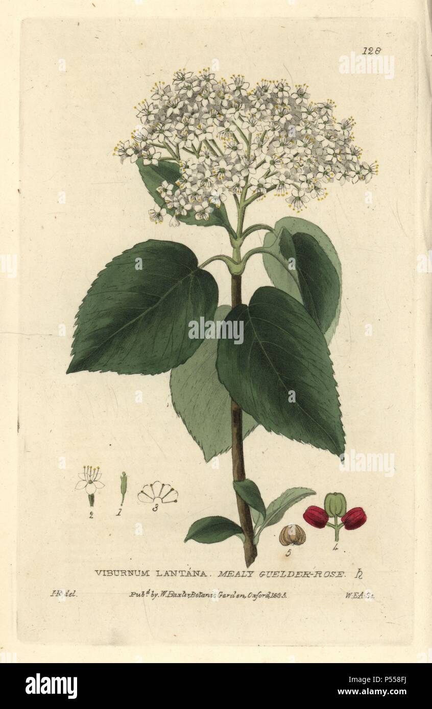 Guelder Rose Drawing High Resolution Stock Photography and Images - Alamy