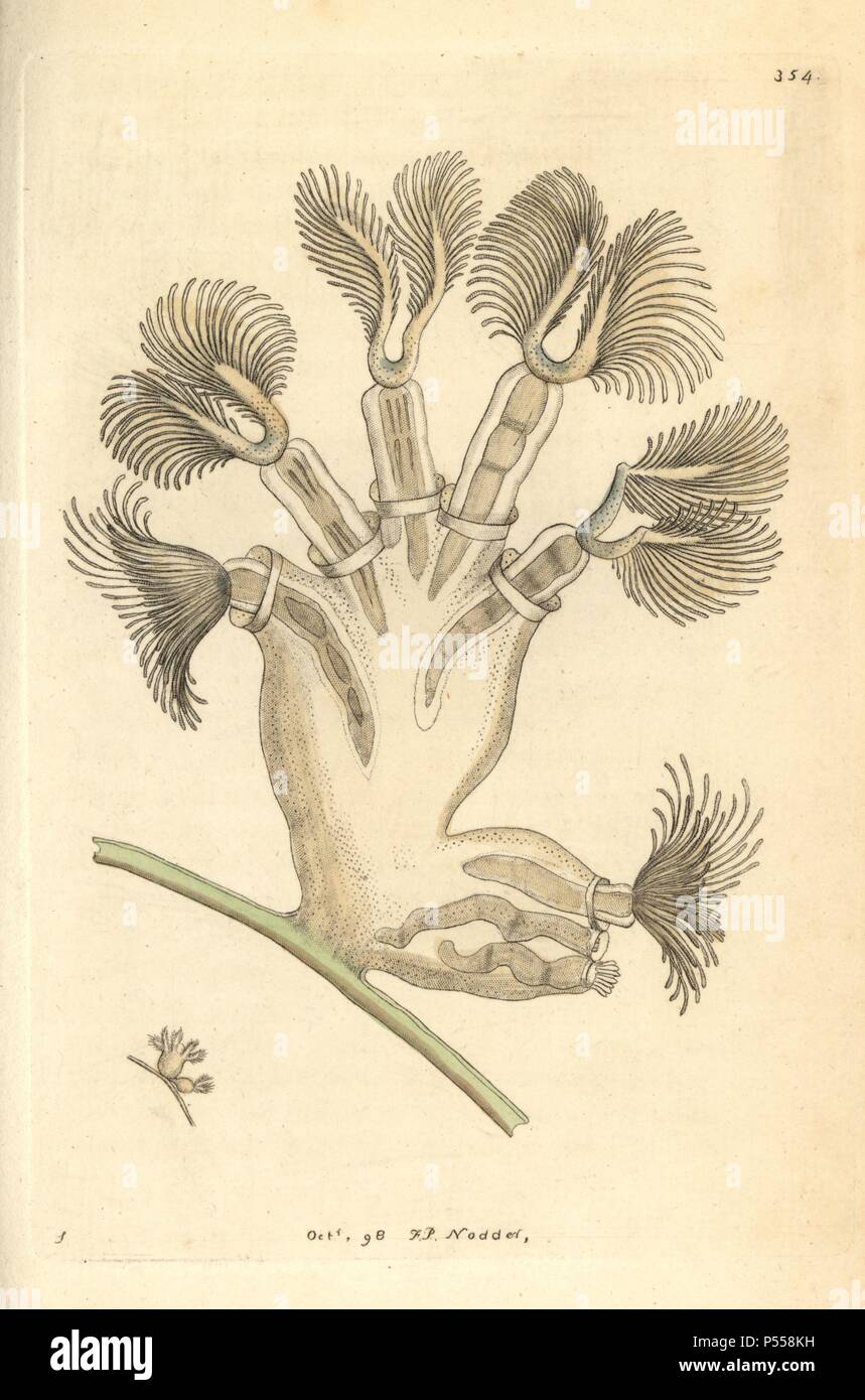 Bellflower animal or crystal moss animal, Lophopus crystallinus ...