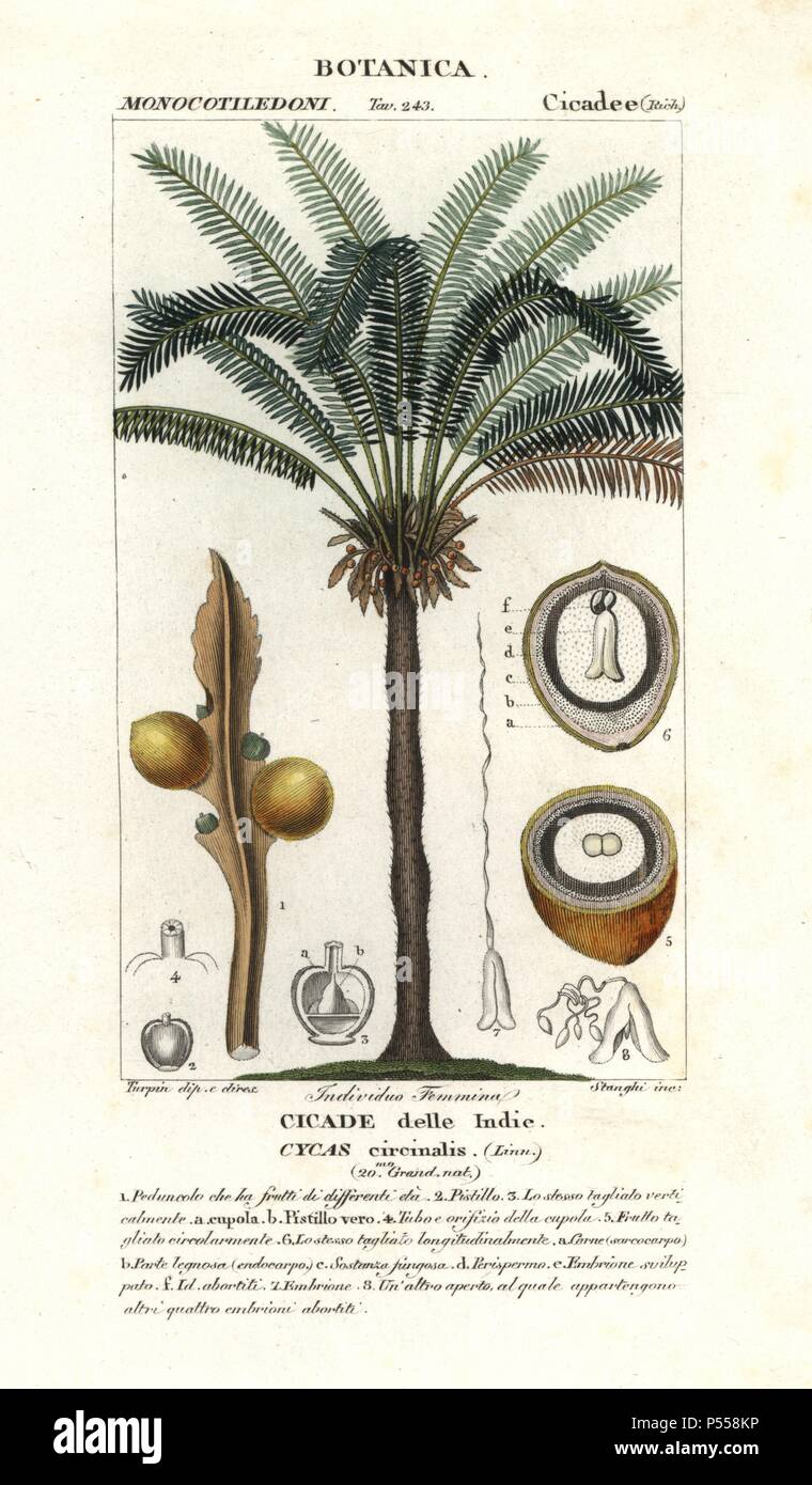 Cycas Fruit High Resolution Stock Photography and Images - Alamy